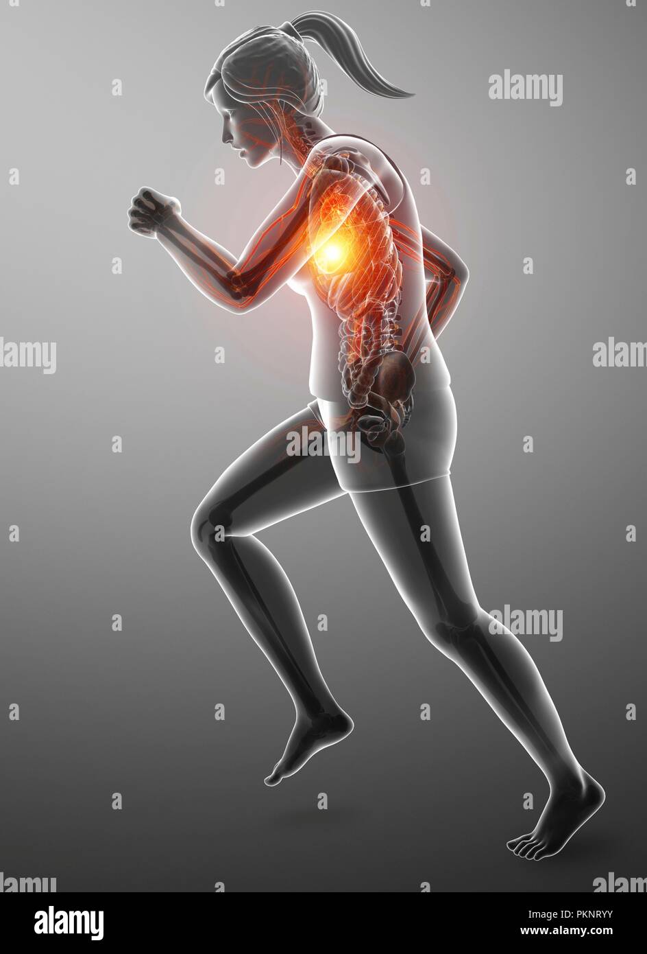 Woman with chest pain, computer illustration Stock Photo - Alamy