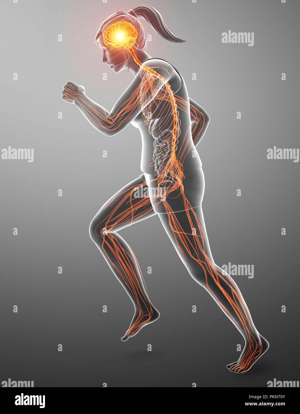 Nervous system, computer illustration Stock Photo - Alamy