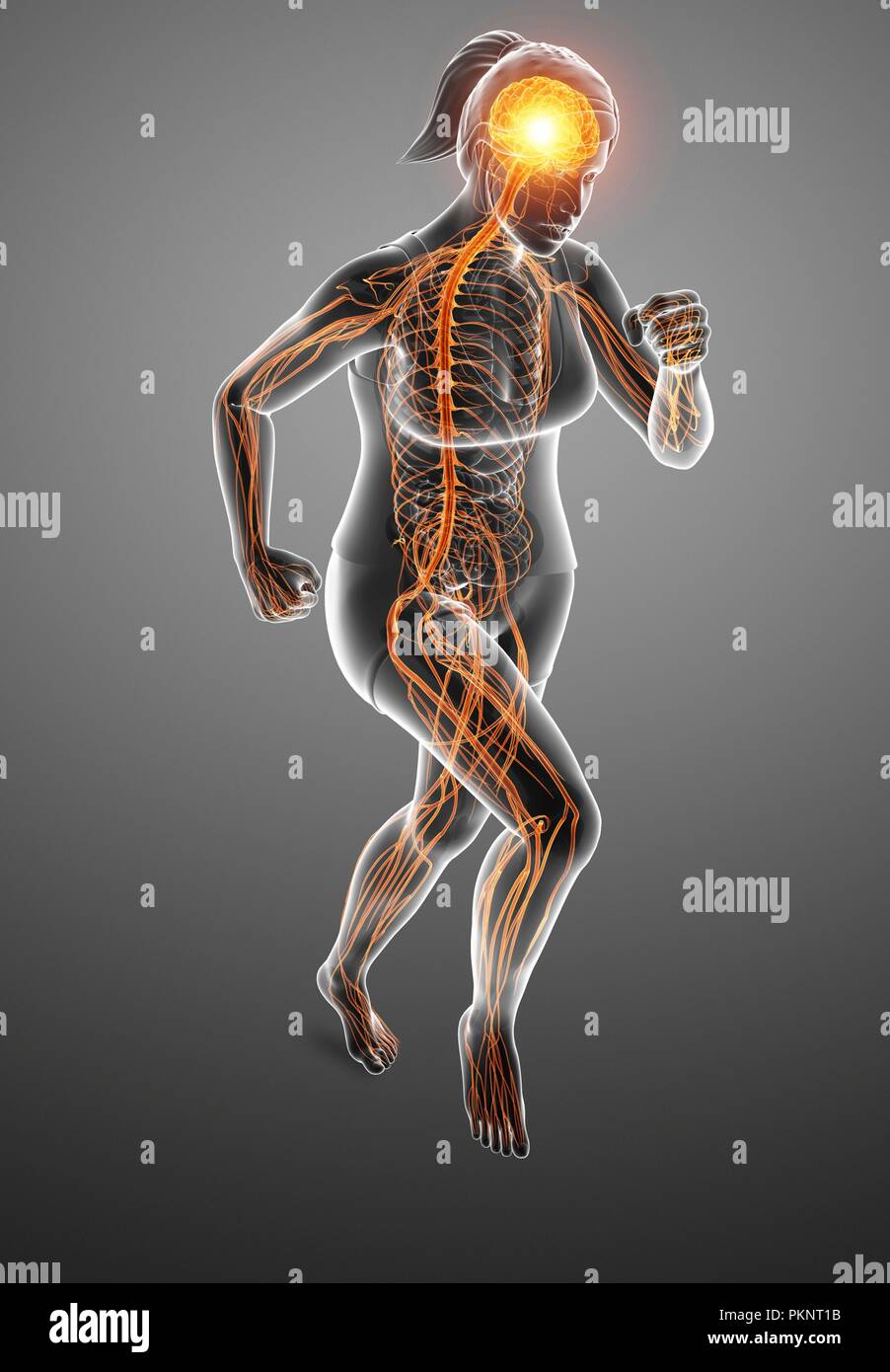 Nervous system, computer illustration Stock Photo - Alamy