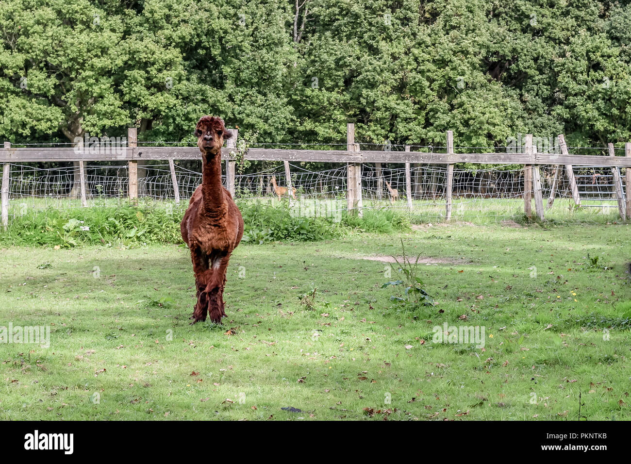 An Alpaca in a field with deer in background Stock Photo - Alamy