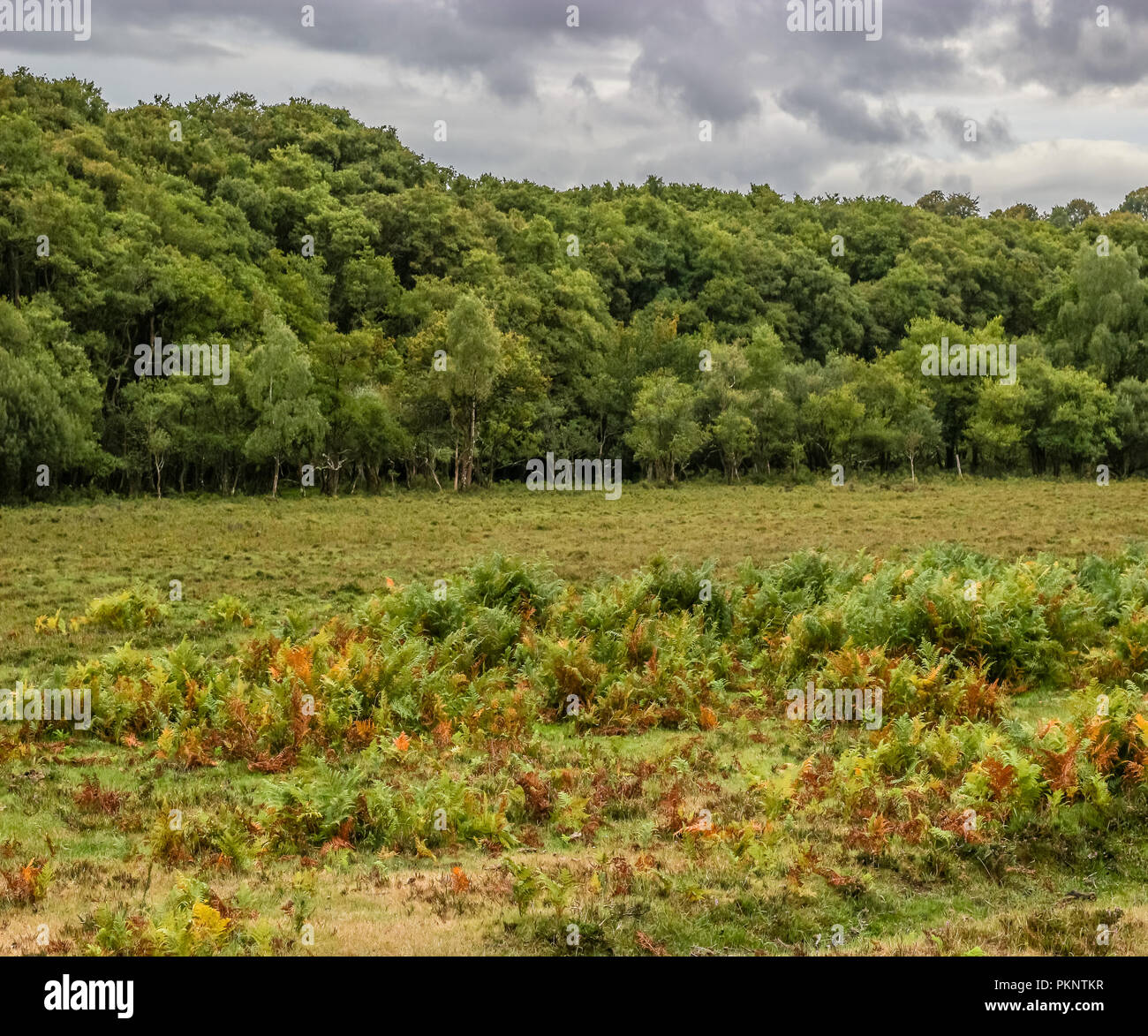 Remote forest hi-res stock photography and images - Alamy