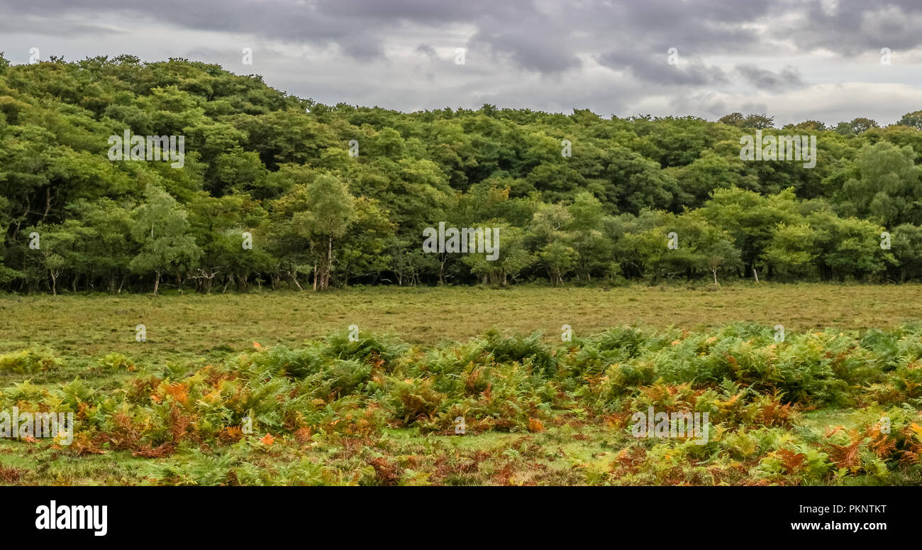 Remote forest hi-res stock photography and images - Alamy