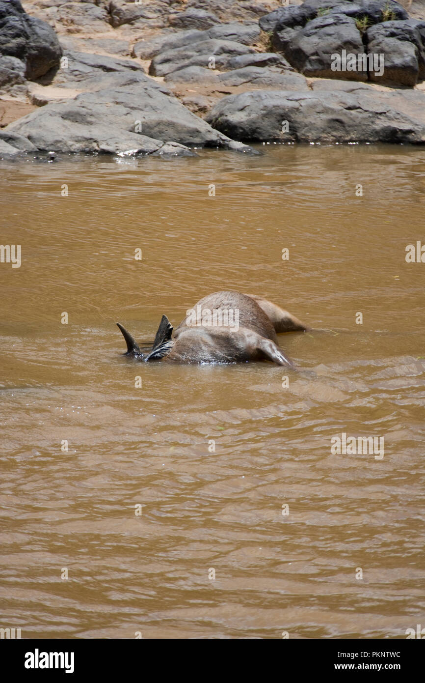 Dead wildebeest floating down the Mara River in the Masai Mara, Kenya ...