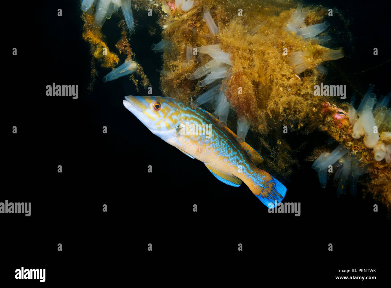 Cuckoo wrasse male hi-res stock photography and images - Alamy