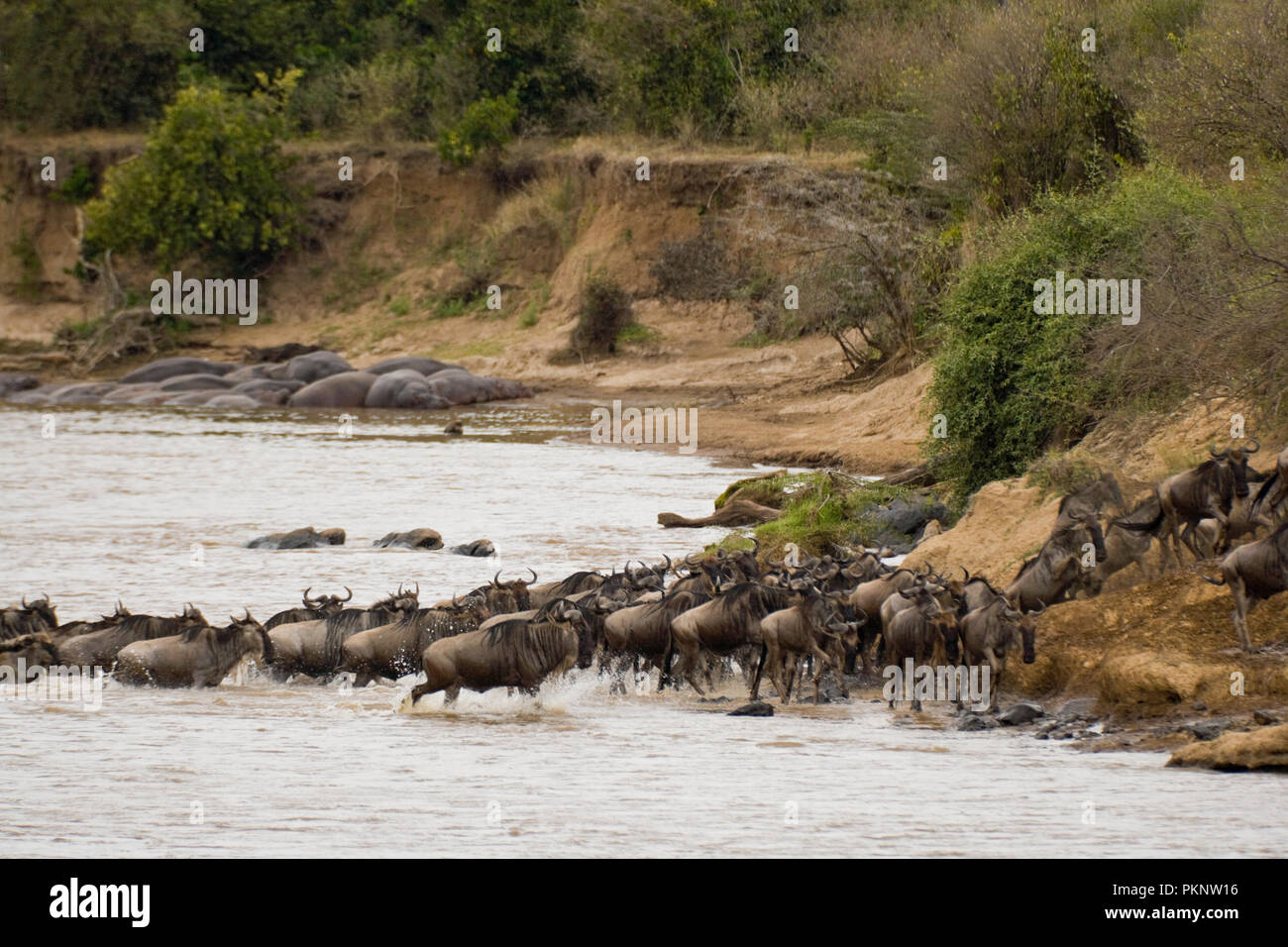 Annual migration of animals crossing the Mara River in Kenya, East ...