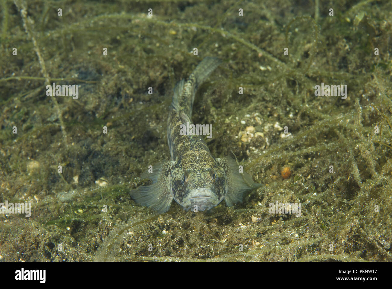 Shadow goby or Black Goby (Gobius niger Stock Photo - Alamy