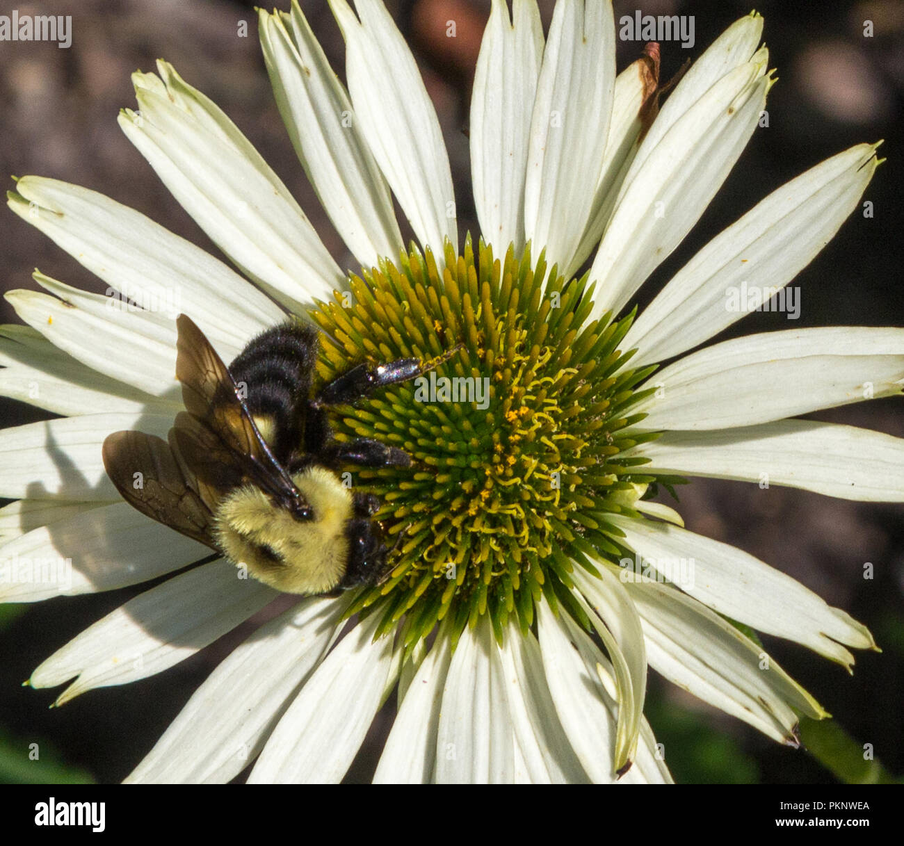 Humble Bee on a flower Stock Photo - Alamy