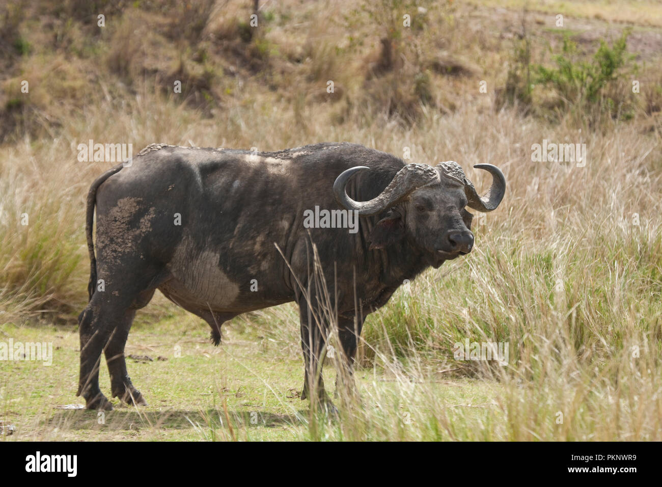 Muscular buffalo hi-res stock photography and images - Alamy
