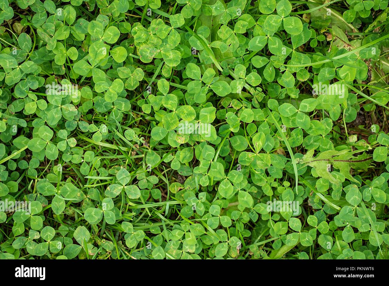 Dense ground cover hi-res stock photography and images - Alamy