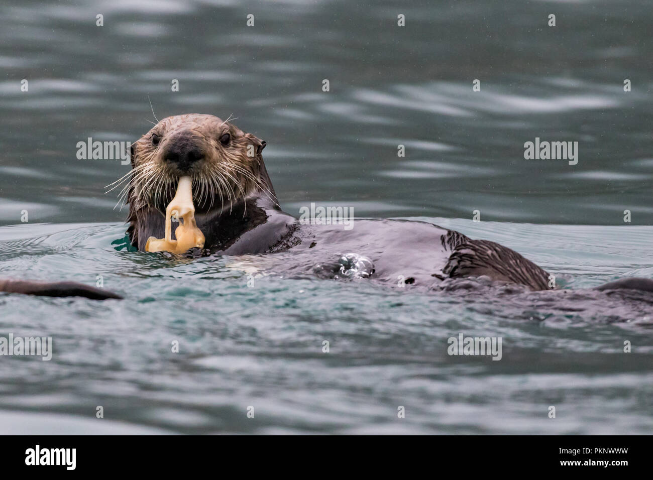 Sea otter clam hi-res stock photography and images - Alamy