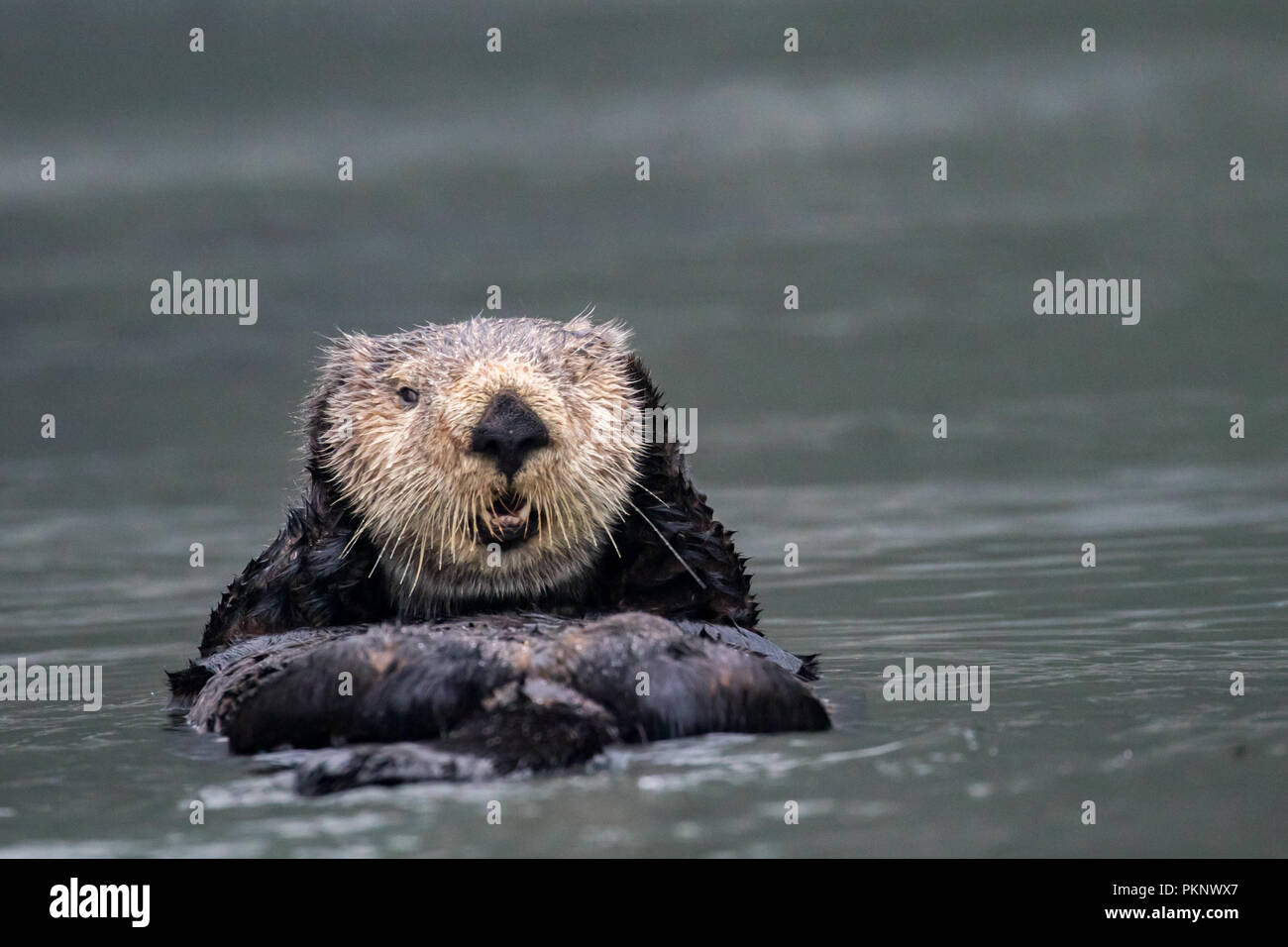 Sea otter, Enhydra lutris, a marine mammal and wildlife highlight in ...