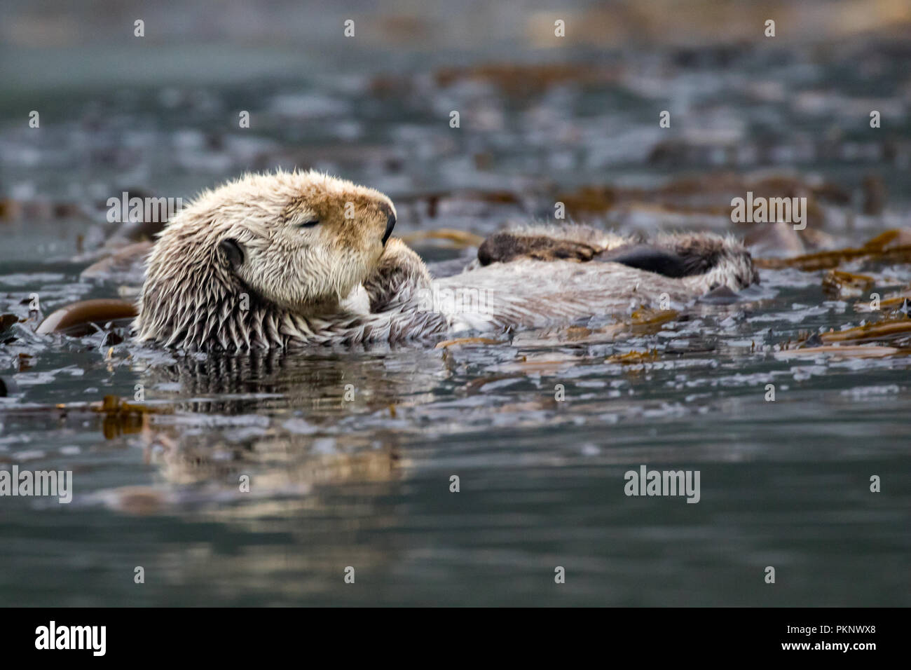 Sea otter kelp forest hi-res stock photography and images - Alamy