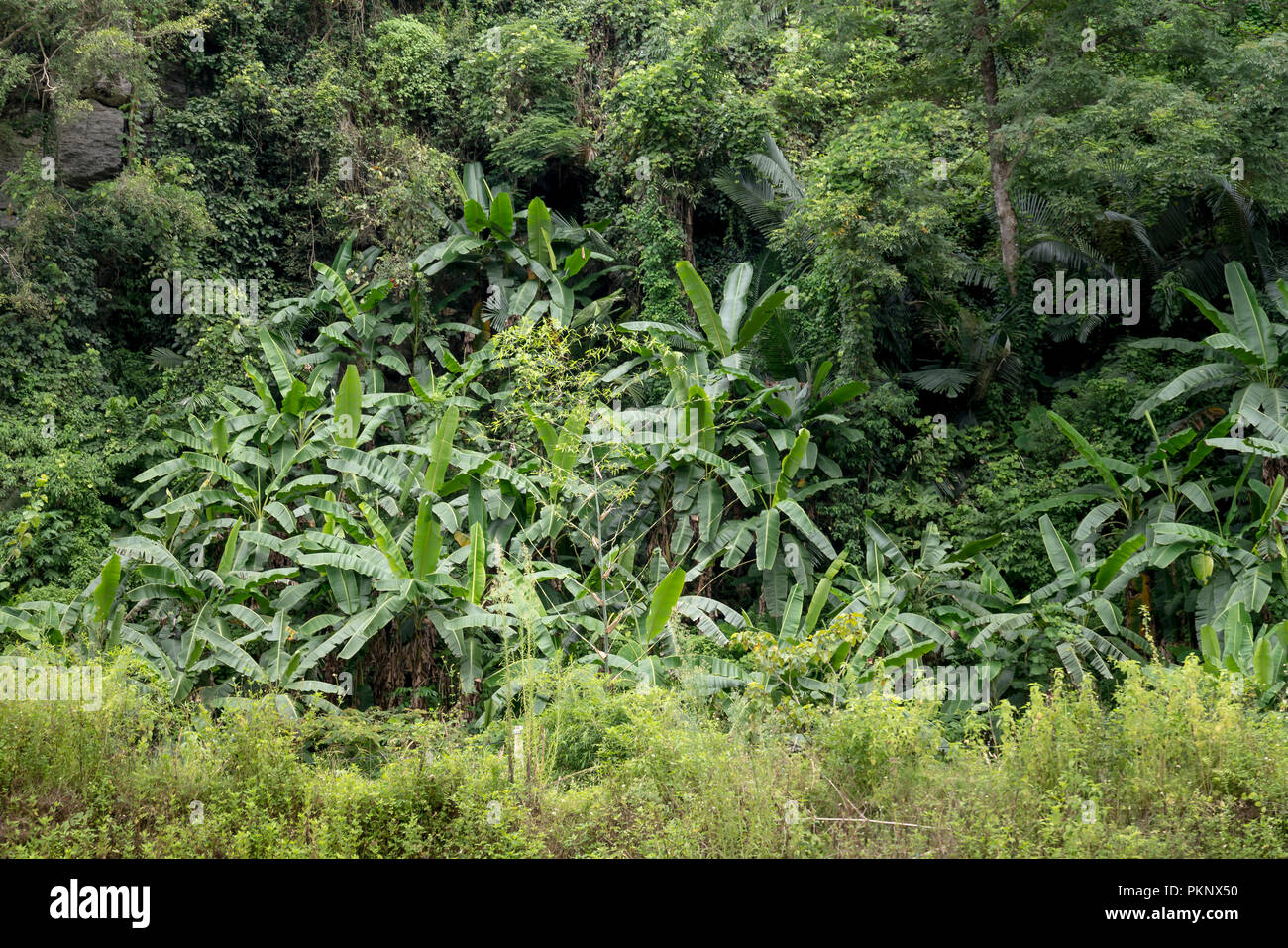 See beautiful scenery of tropical forest in Ba Be Lake in Bac Kan ...