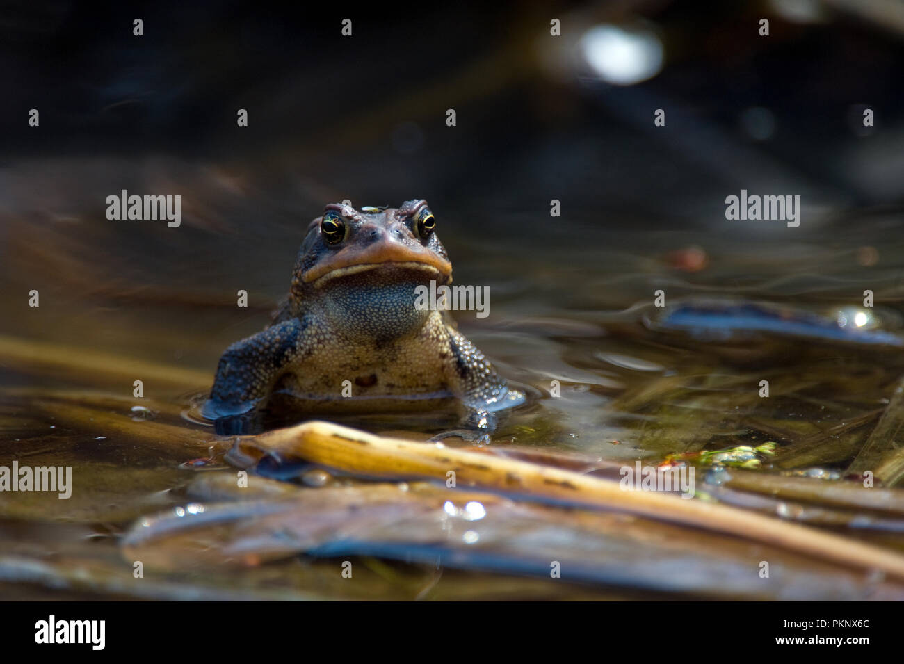 American Toad :: Bufo americanus Stock Photo - Alamy