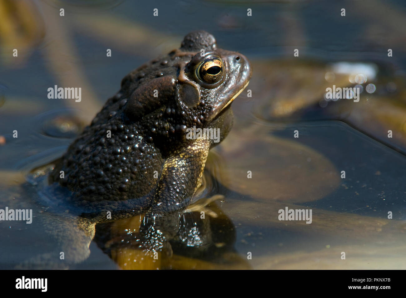 American Toad :: Bufo americanus Stock Photo - Alamy