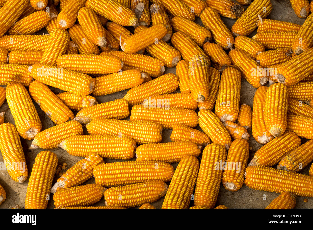 The corn harvested by the farmers is hung up in Vietnam Stock Photo - Alamy