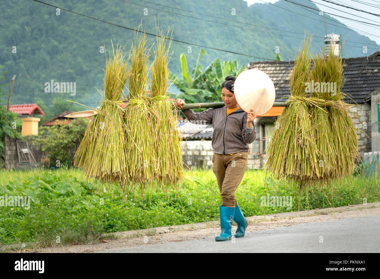 A woman carrying bare bundles of rice after harvesting in the rice ...