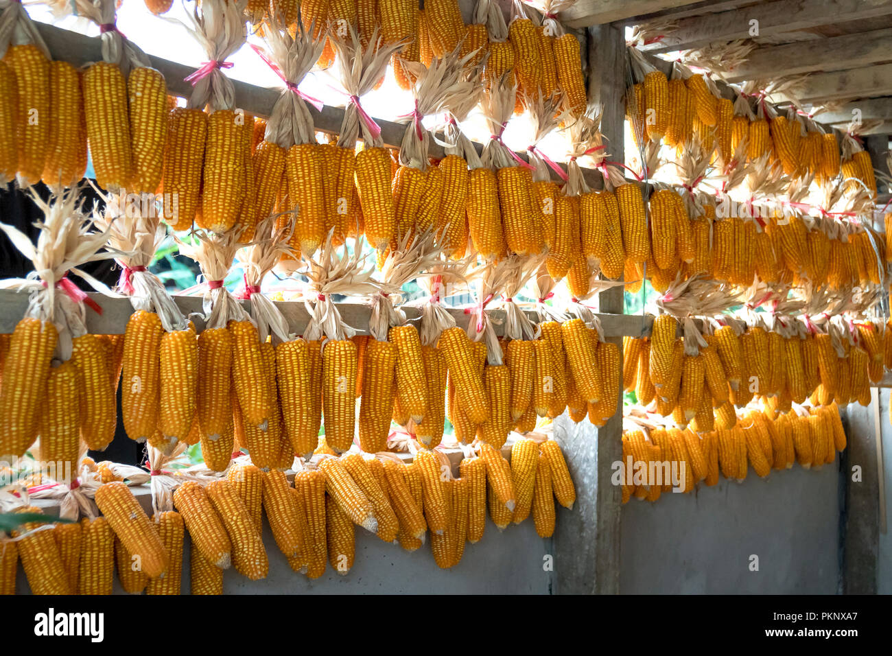 The corn harvested by the farmers is hung up in Vietnam Stock Photo - Alamy