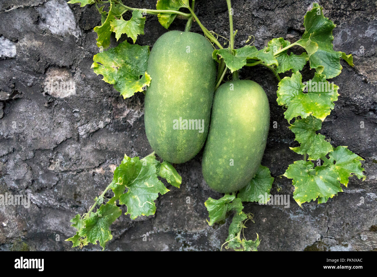 Two gourds hi-res stock photography and images - Alamy