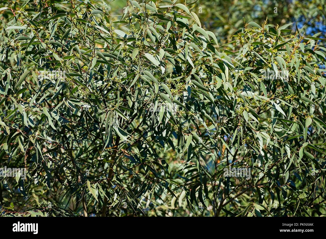 Australian native tree hi-res stock photography and images - Alamy