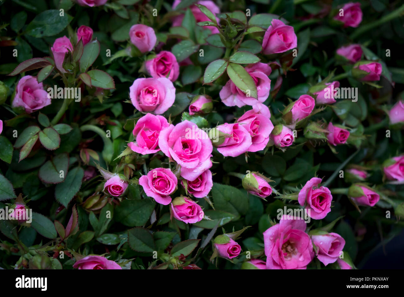 Fresh roses are sold at the market Stock Photo - Alamy