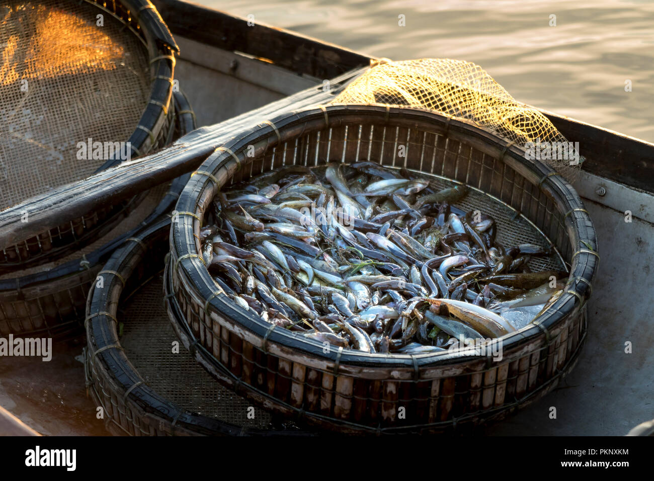 Fresh shrimp caught by fishermen in Quang Loi lagoon Stock Photo - Alamy