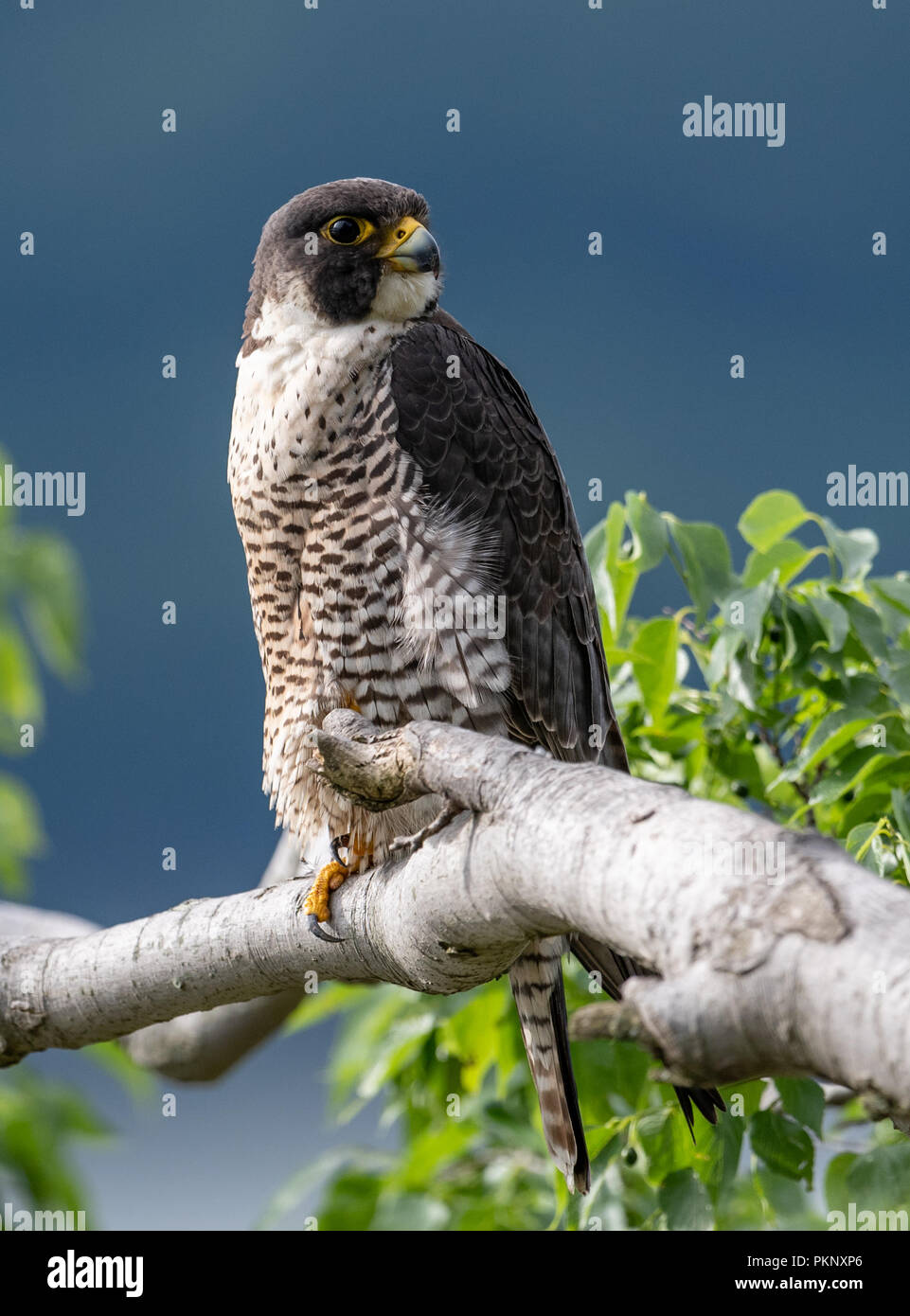 Falcon bird attacking hi-res stock photography and images - Alamy