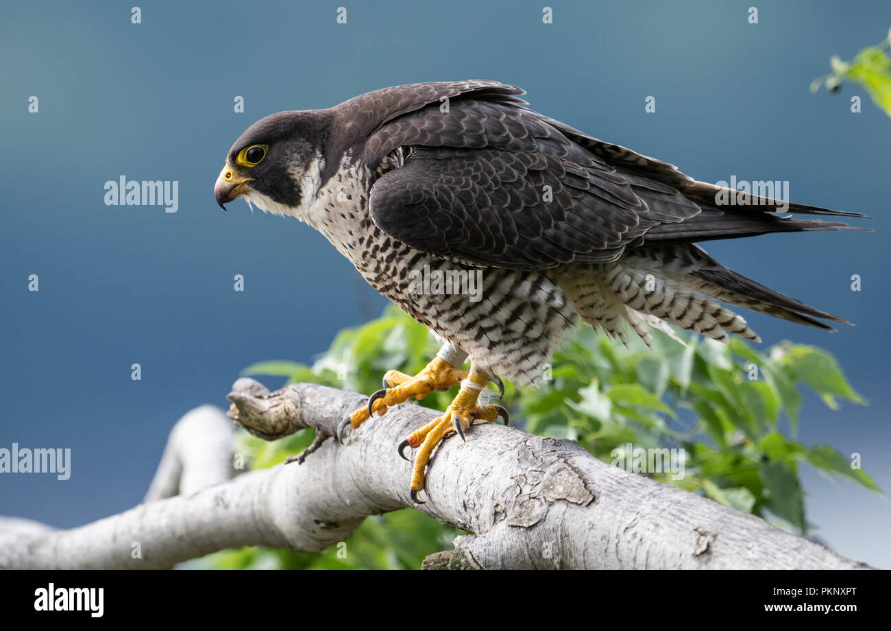 Falcon bird attacking hi-res stock photography and images - Alamy