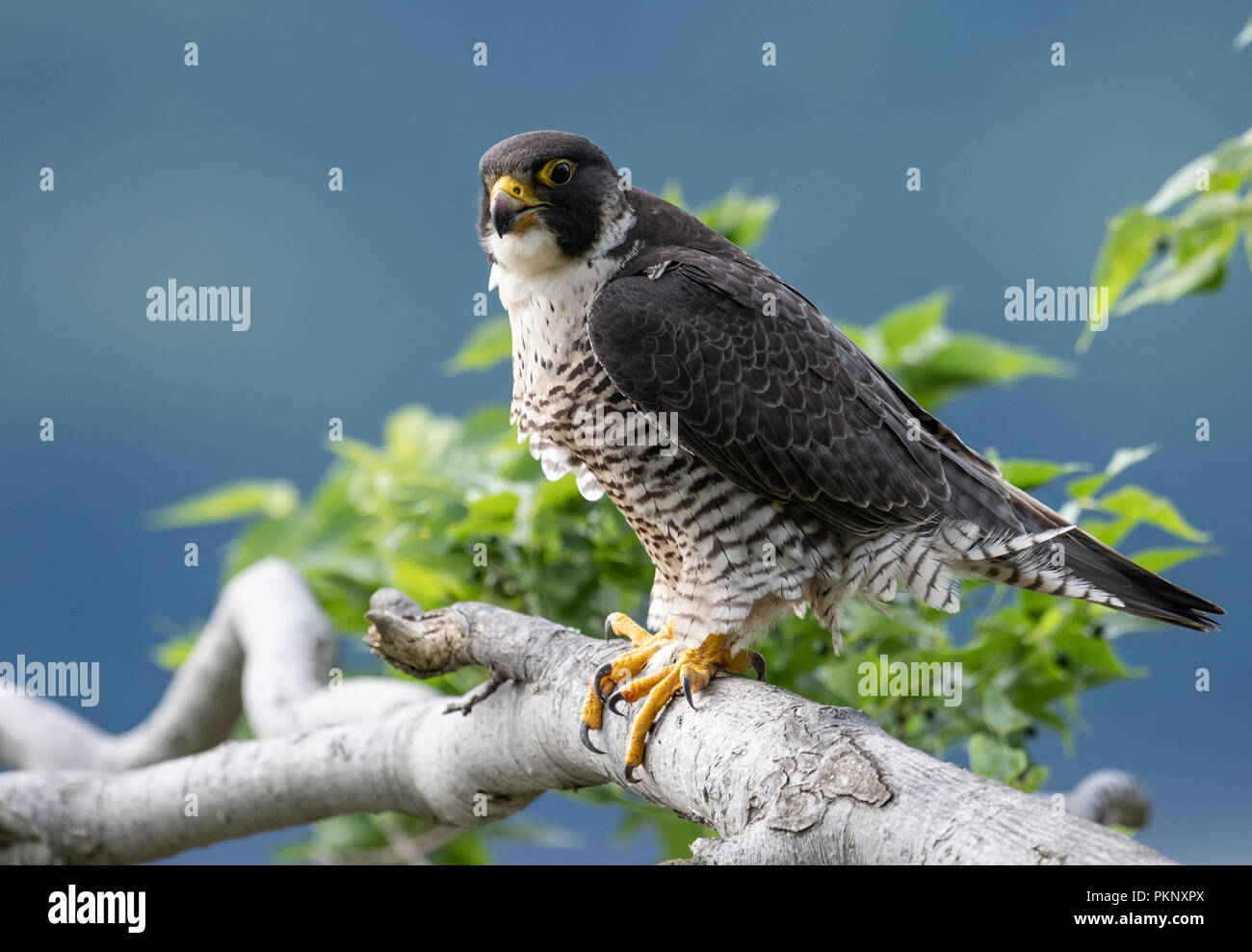 Falcon Bird Attacking Stock Photos & Falcon Bird Attacking Stock Images ...