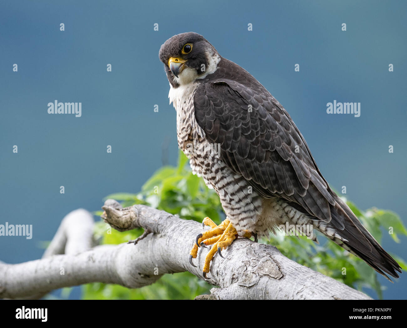 Falcon bird attacking hi-res stock photography and images - Alamy