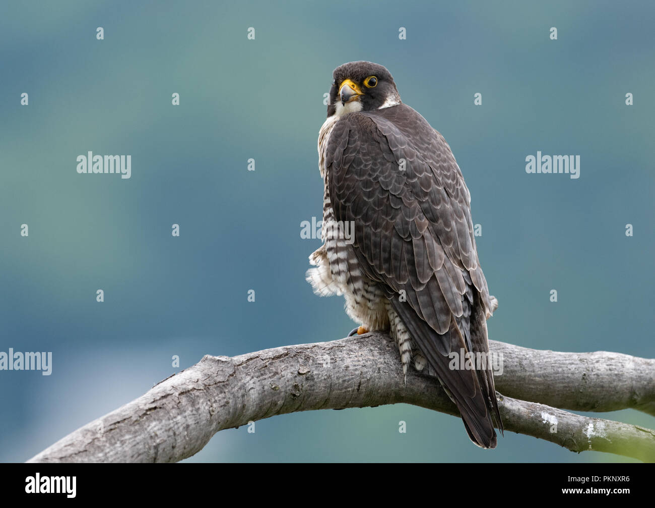 Falcon bird attacking hi-res stock photography and images - Alamy
