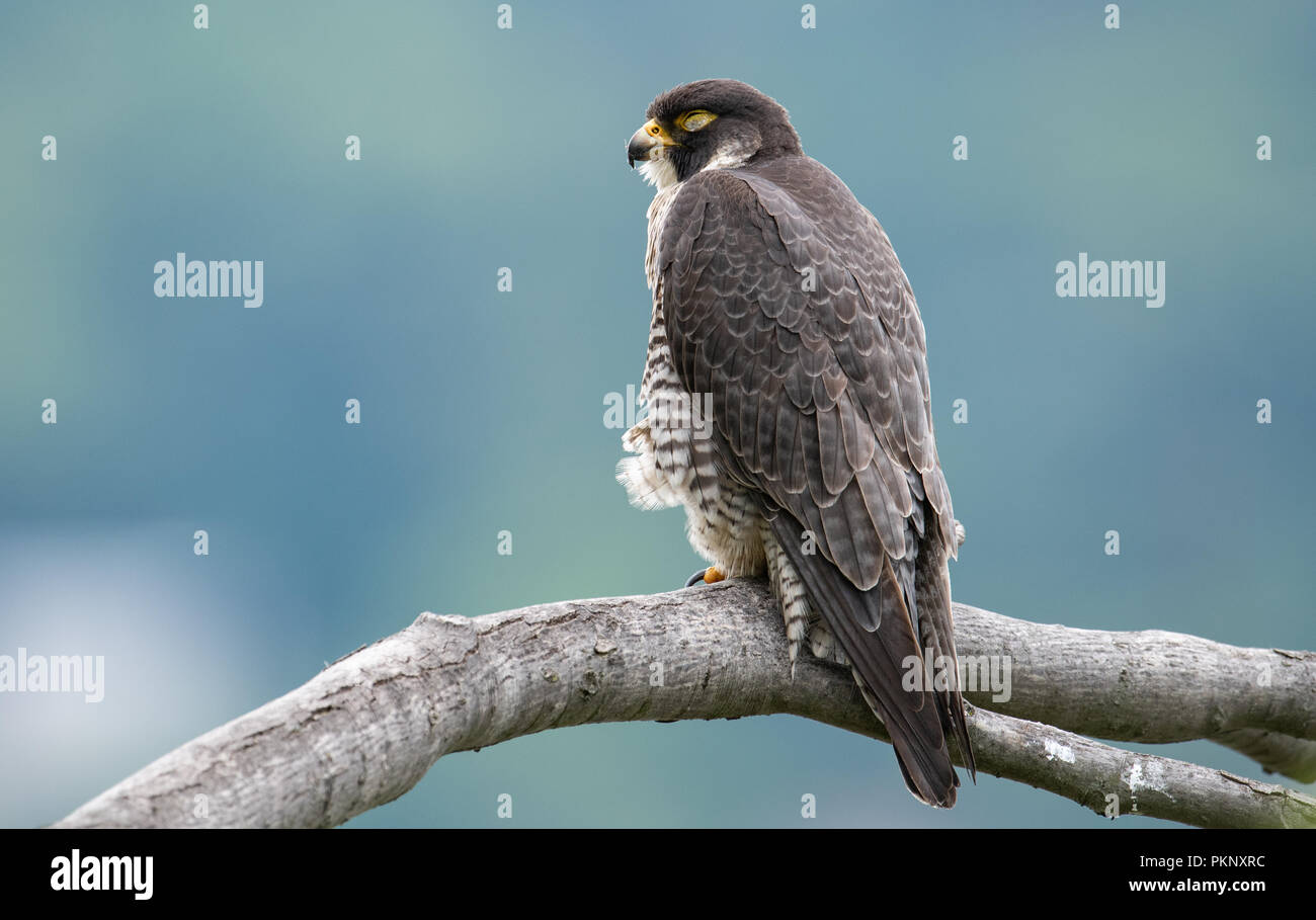 Falcon bird attacking hi-res stock photography and images - Alamy