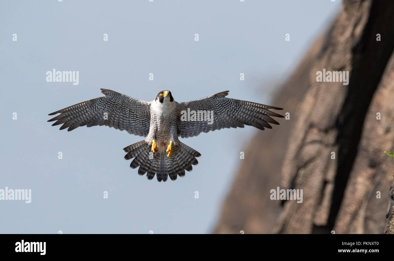 Falcon bird attacking hi-res stock photography and images - Alamy