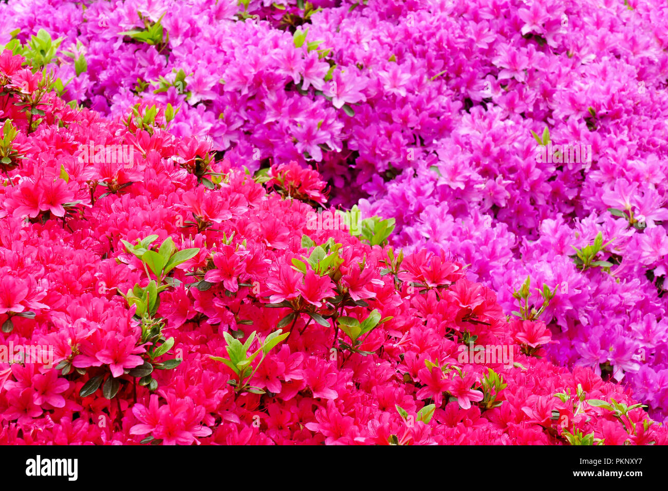 Beautiful Japanese azalea flowers in full bloom during Bunkyo Azalea ...