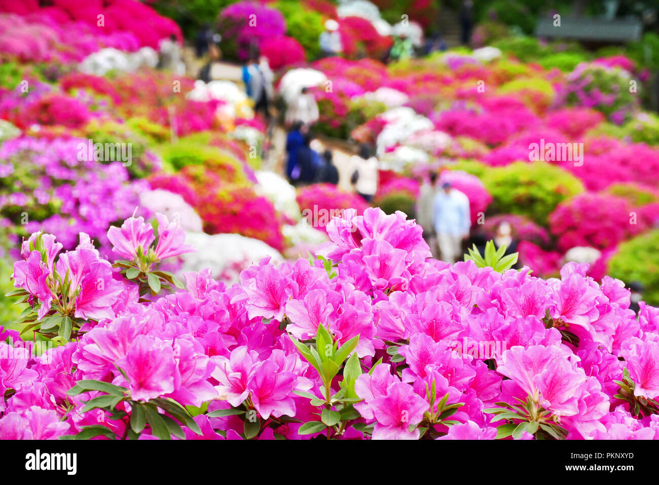 Beautiful Japanese azalea flowers in full bloom during Bunkyo Azalea ...