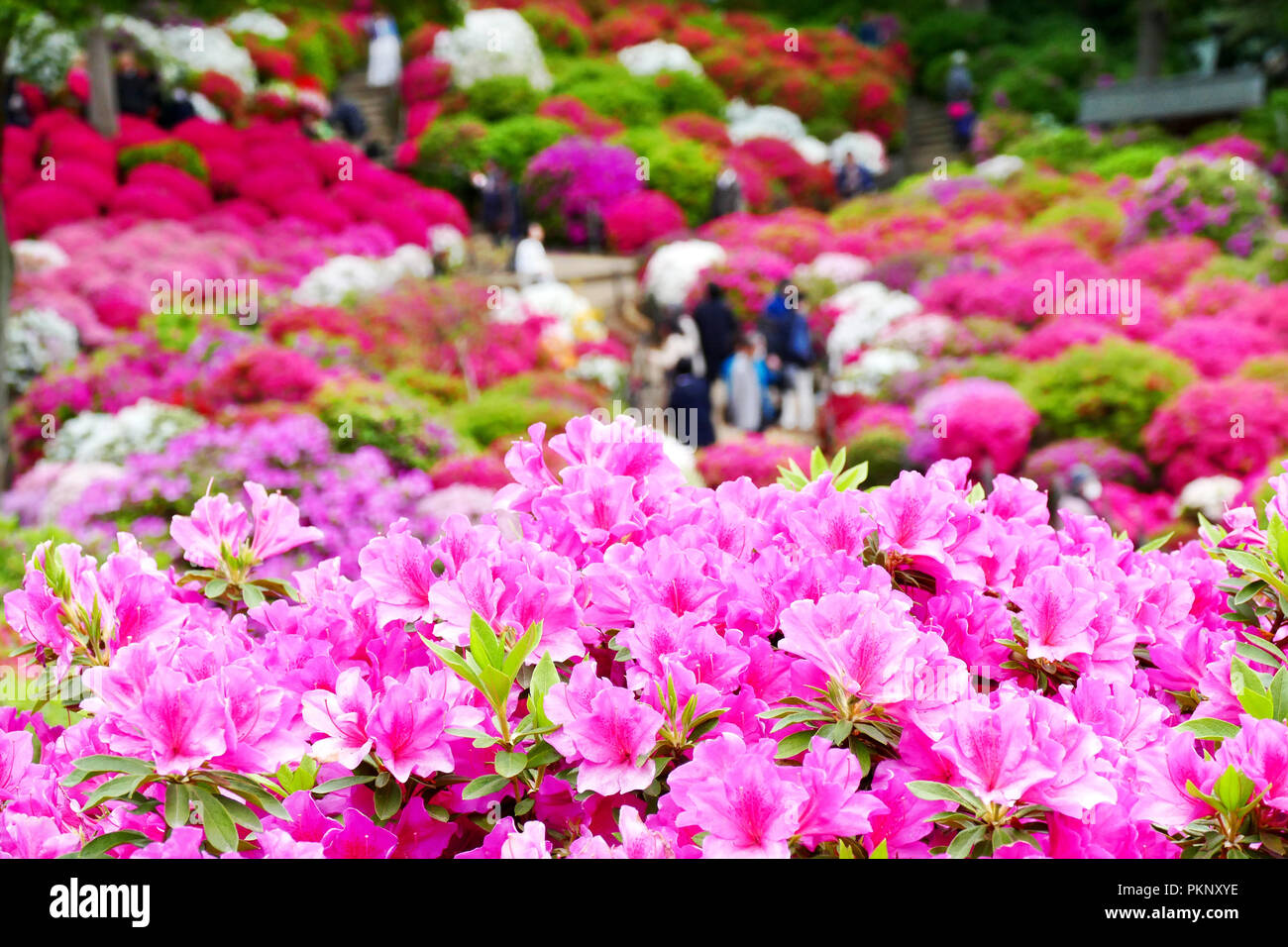 Beautiful Japanese azalea flowers in full bloom during Bunkyo Azalea ...