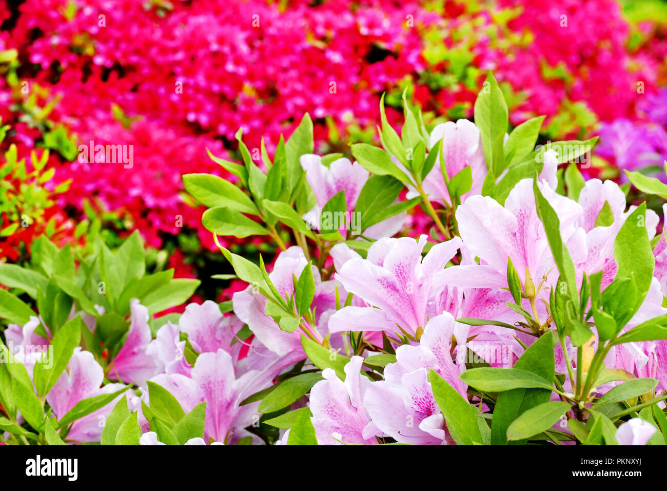Beautiful Japanese azalea flowers in full bloom during Bunkyo Azalea ...