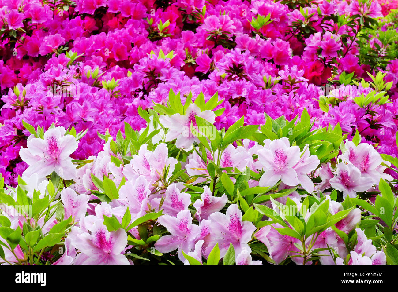 Beautiful Japanese azalea flowers in full bloom during Bunkyo Azalea ...