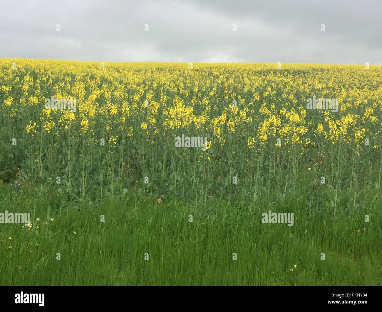 Canola oils hi-res stock photography and images - Alamy
