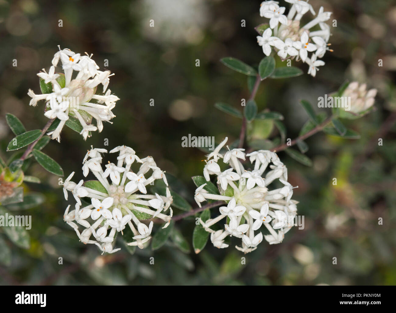 Pimelea linifolia hi-res stock photography and images - Alamy