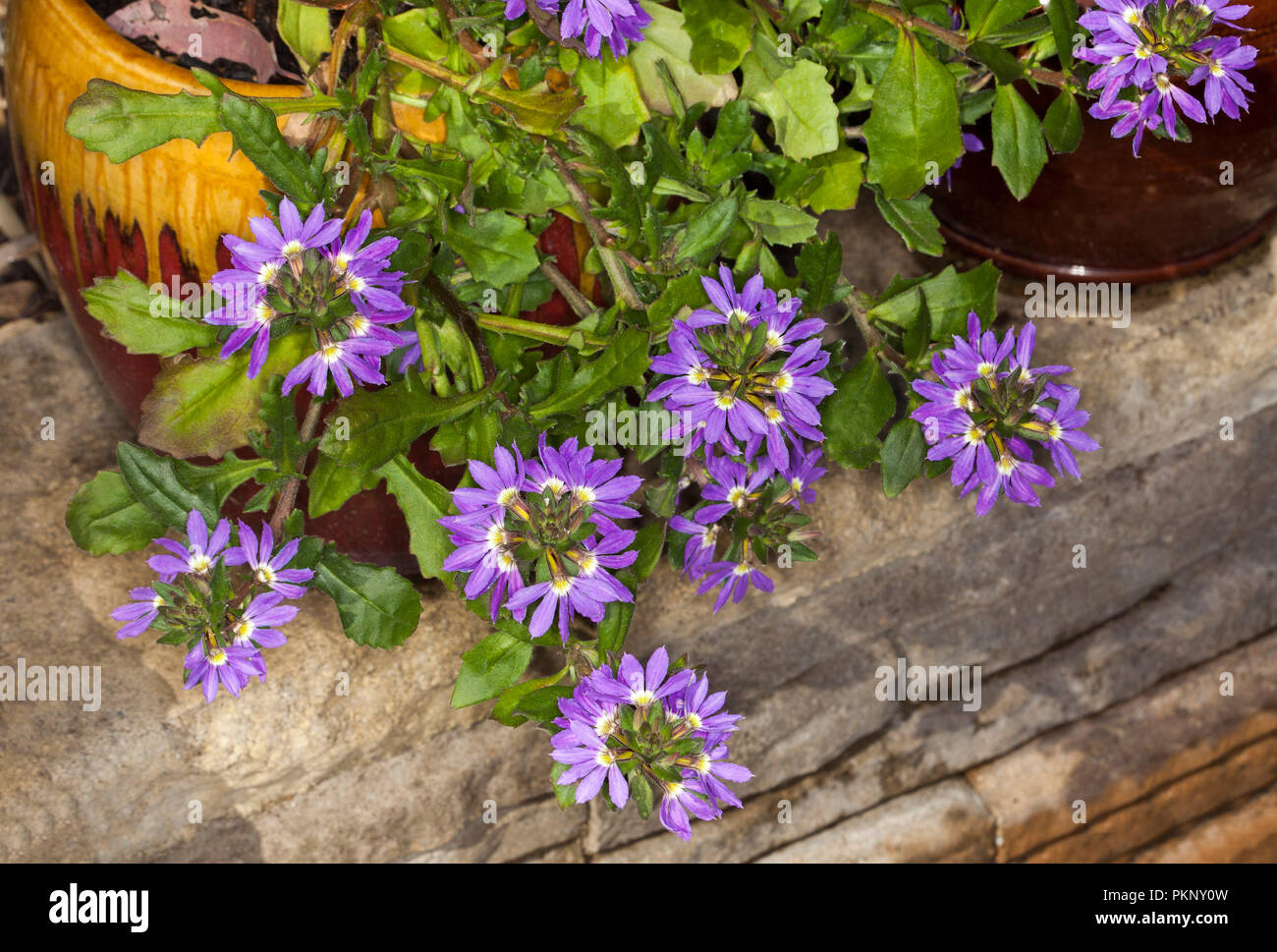 Clusters of deep purple flowers and emerald green leaves of fan flower ...