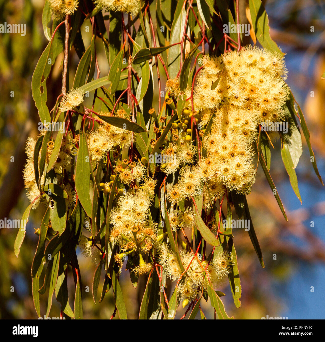 Eucalyptus Flower Yellow
