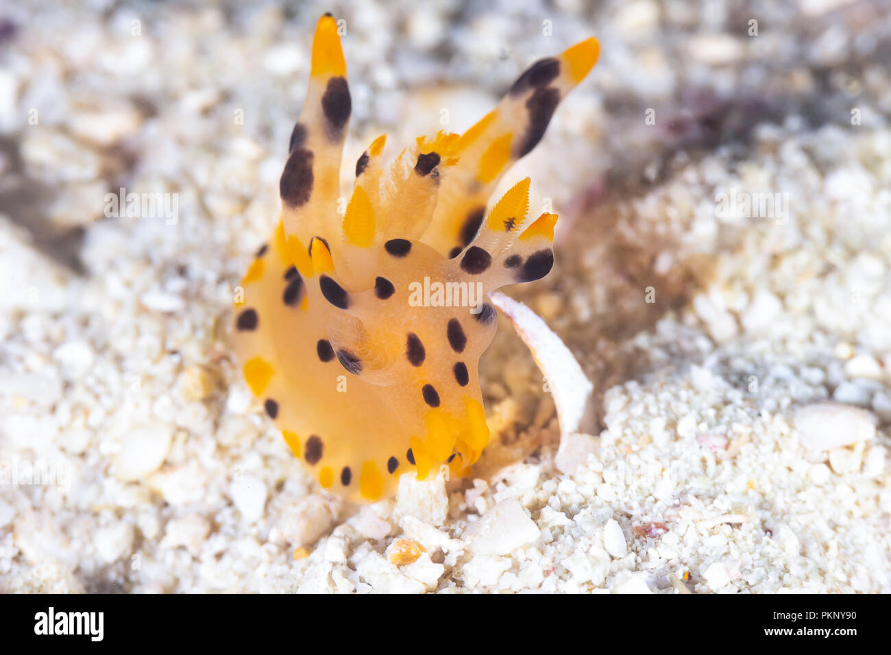 Pikachu Sea Slug