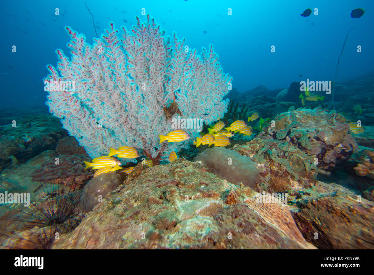 The colorful coral in the coral reef in Thailand's sea Stock Photo - Alamy