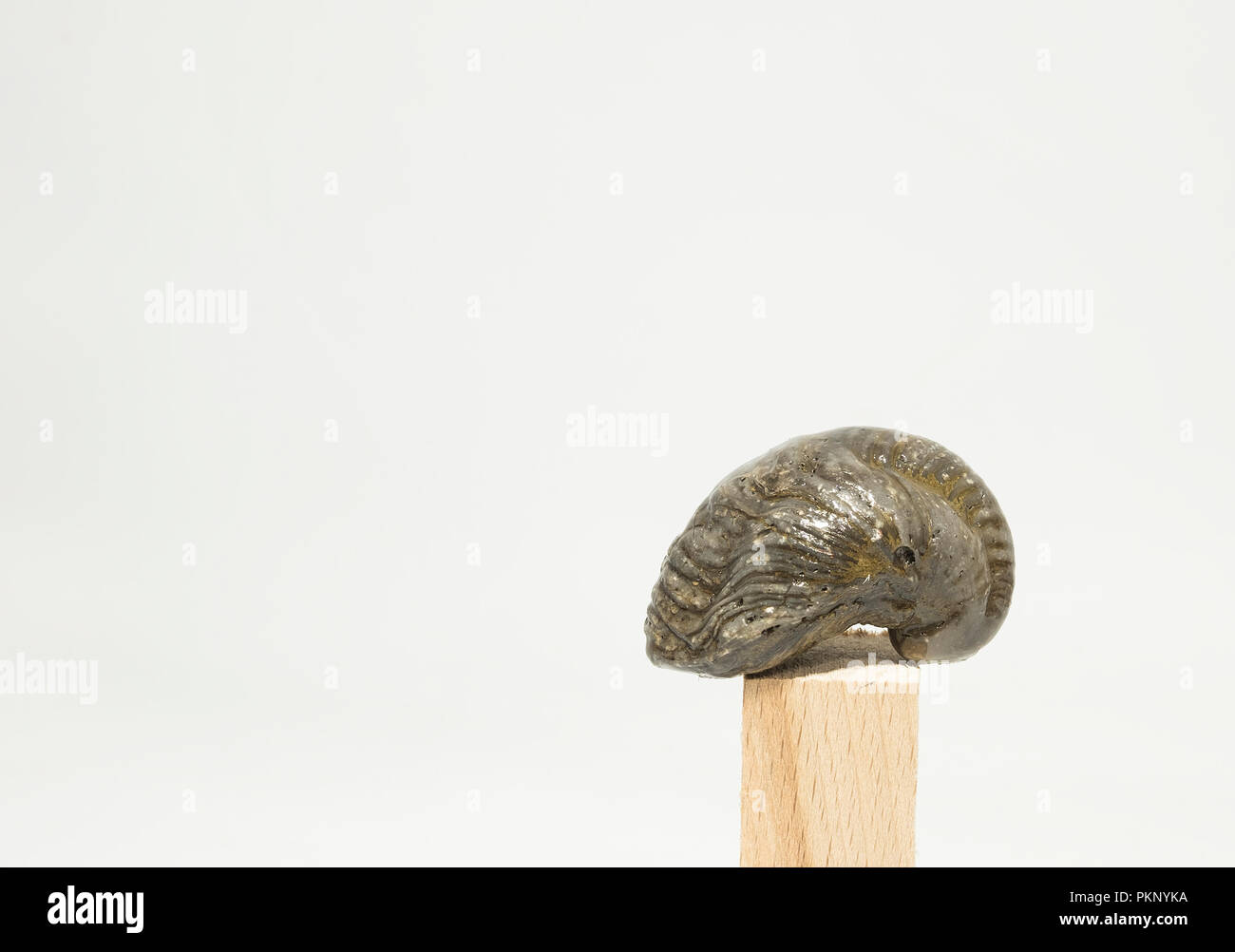 Devils Toenail High Resolution Stock Photography and Images - Alamy