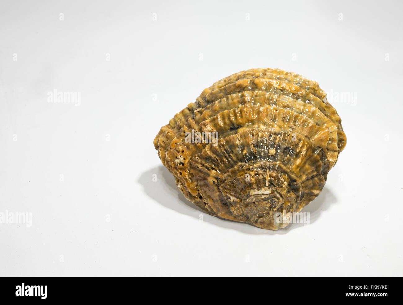 Polished varnished Oyster shells Stock Photo - Alamy