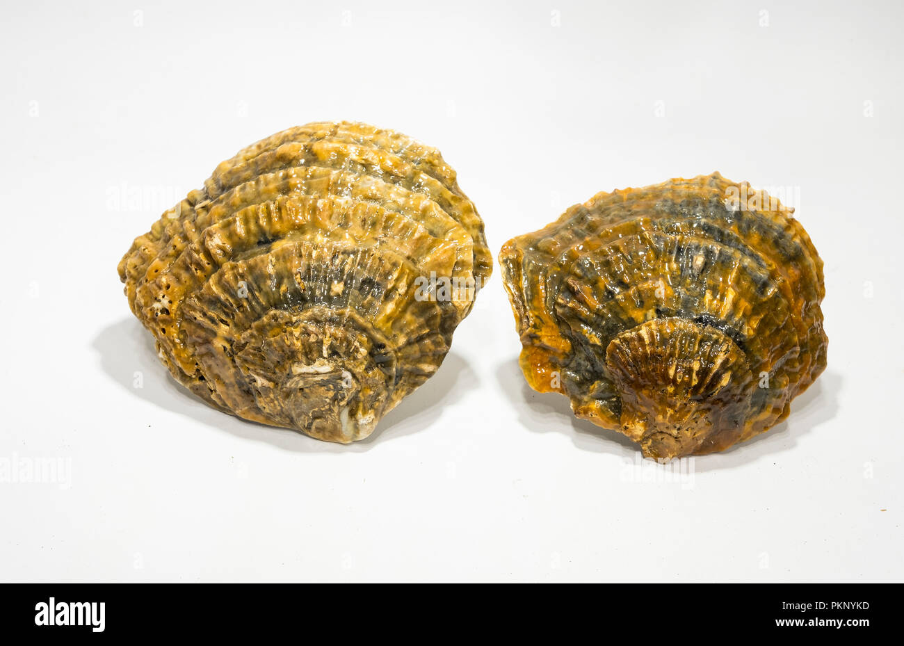 Polished varnished Oyster shells Stock Photo - Alamy