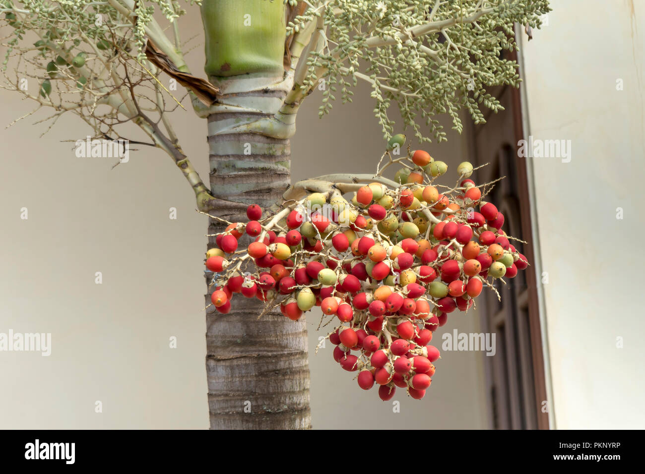 Macarthur palm tree hi-res stock photography and images - Alamy