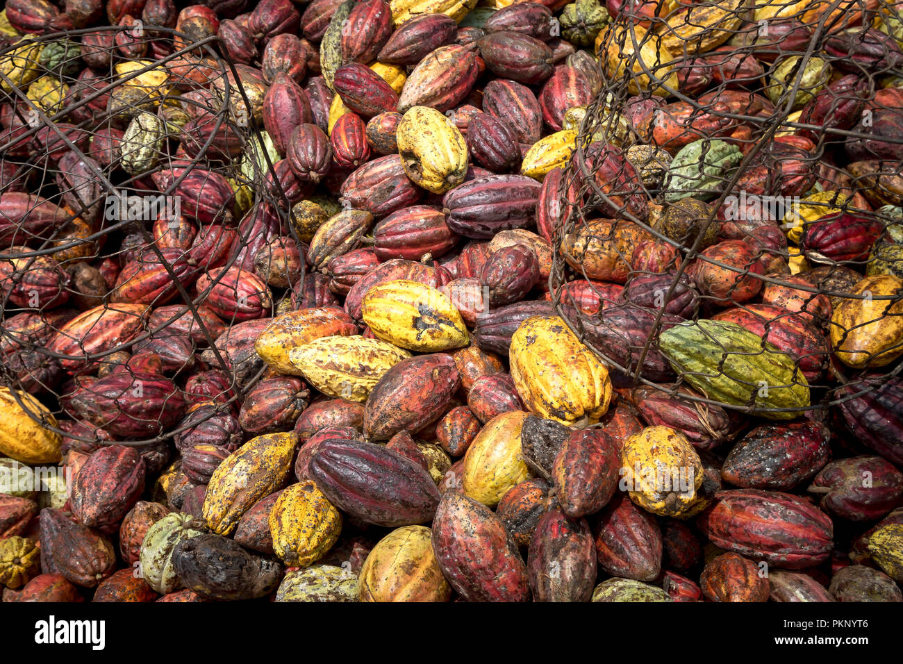 Cocoa plantation landscape hi-res stock photography and images - Alamy