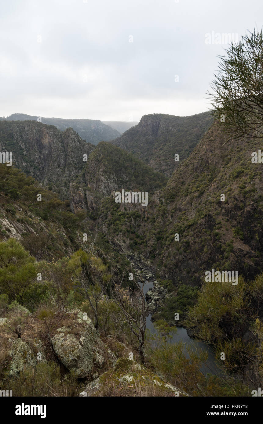 Australian native moss hi-res stock photography and images - Alamy